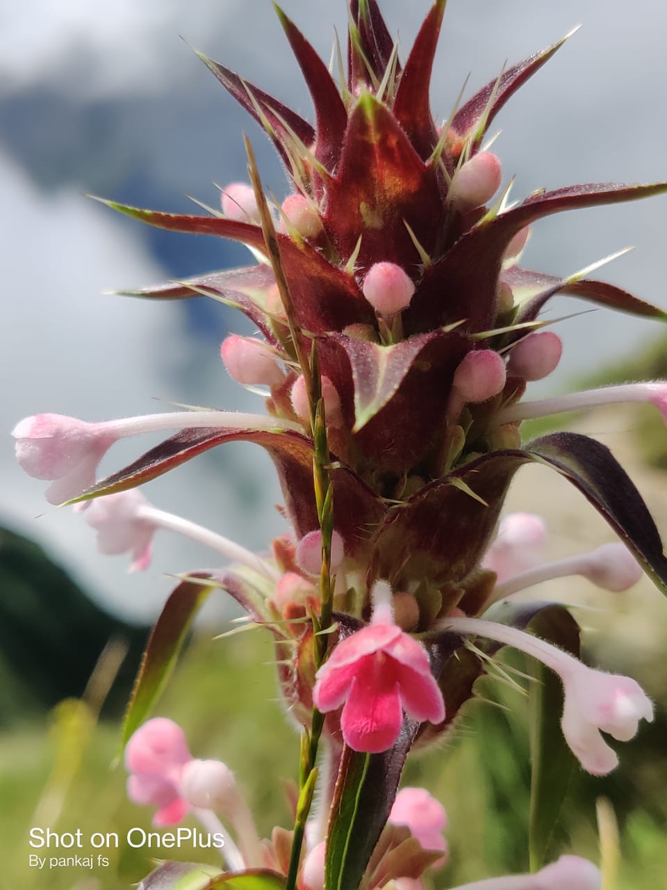 Flora and Fauna - Explore the Himalayan Beauty