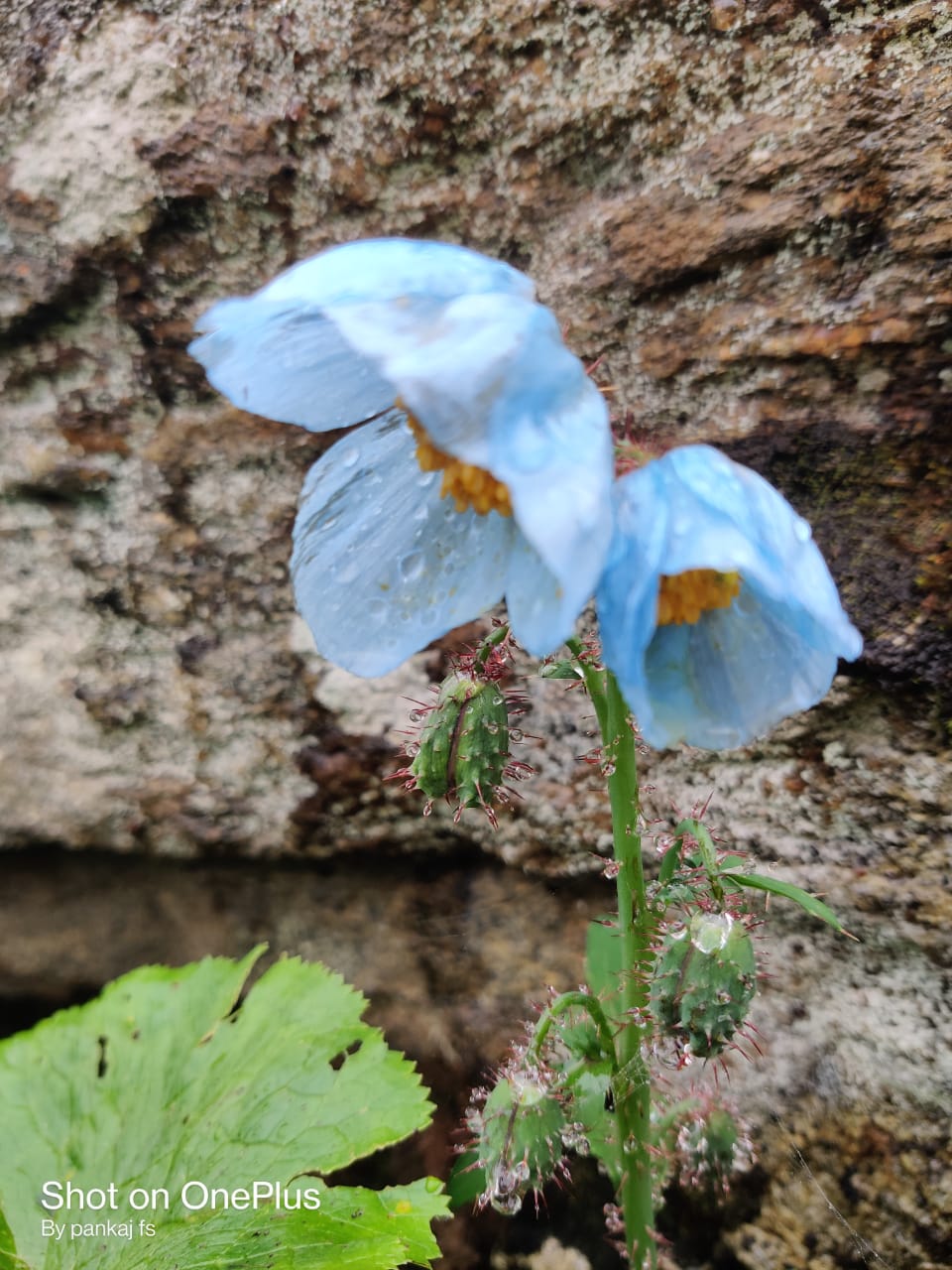 Flora and Fauna - Explore the Himalayan Beauty