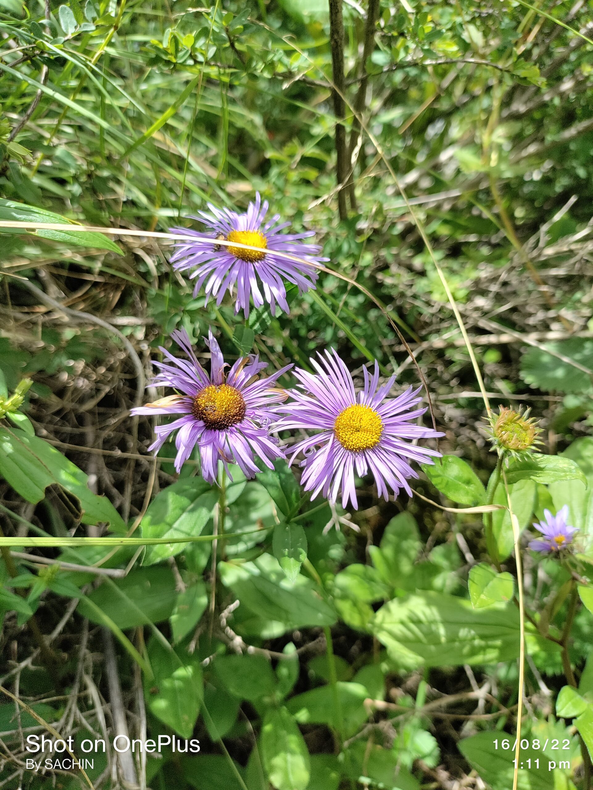 Flora and Fauna - Explore the Himalayan Beauty