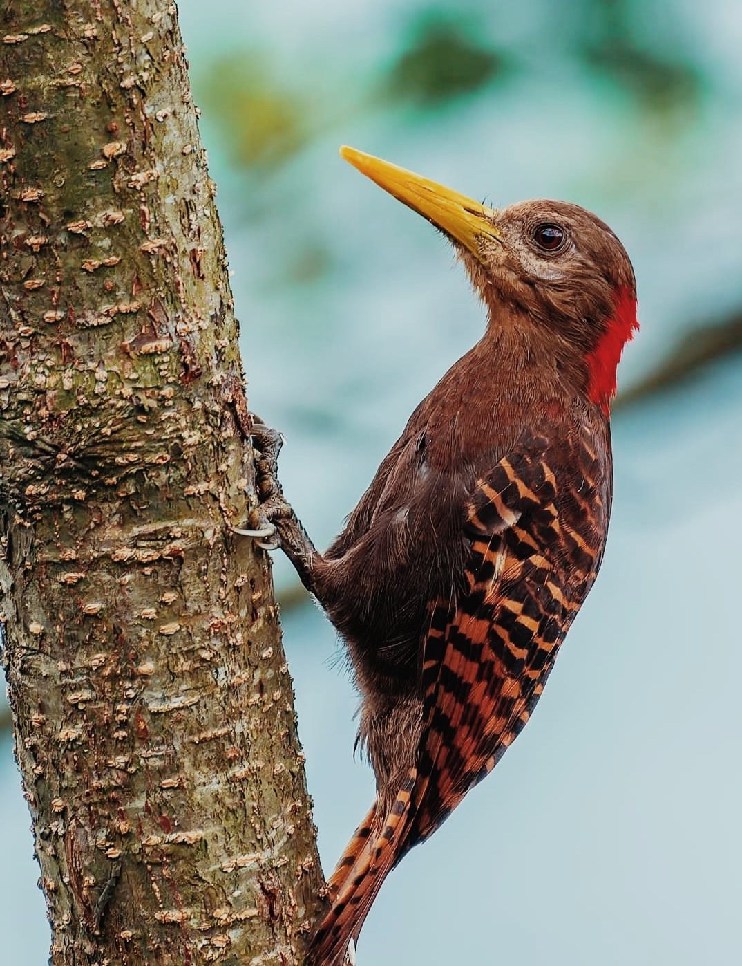 Flora and Fauna - Explore the Himalayan Beauty